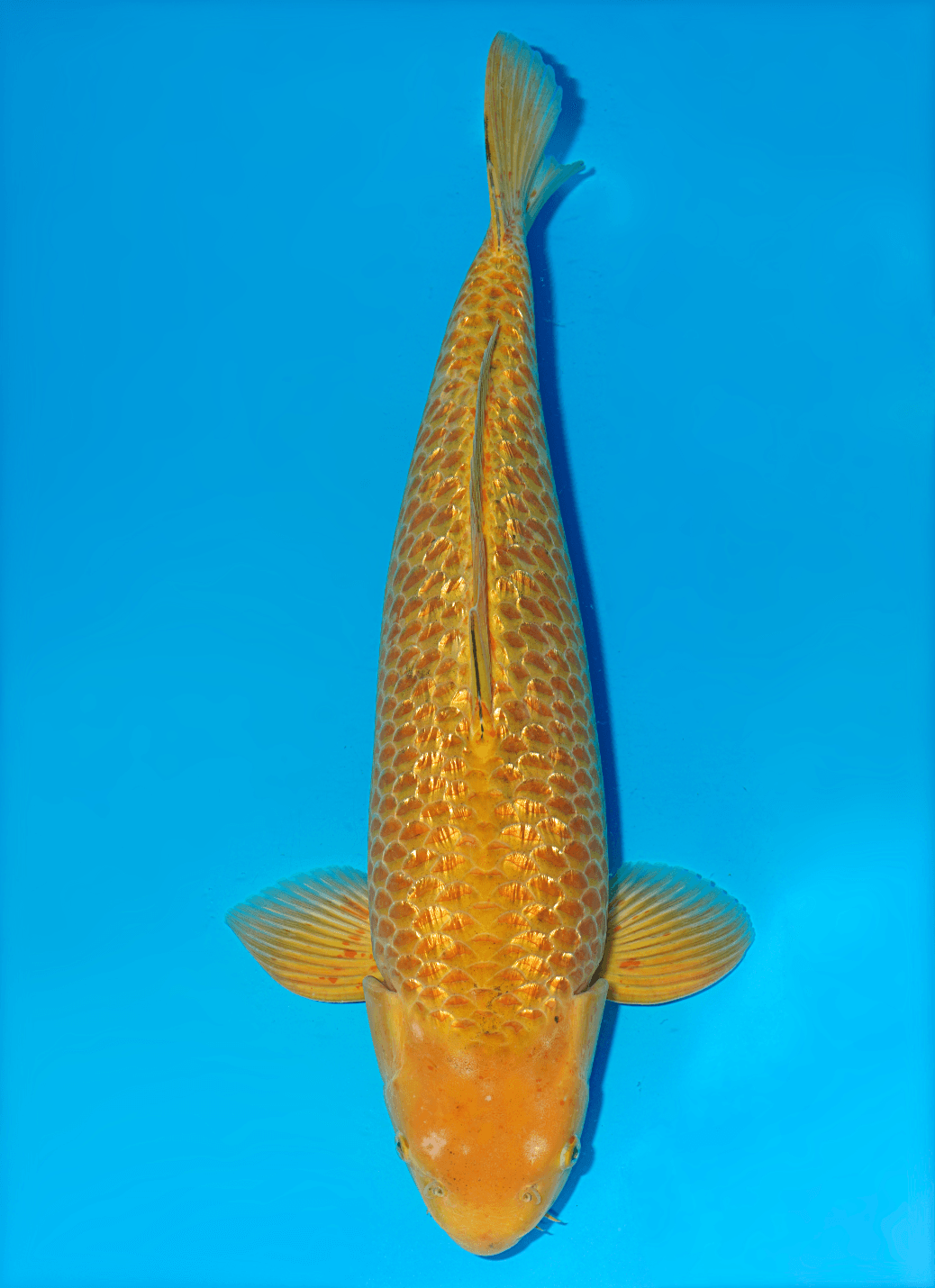 Karashigoi Koi | Japanse Koi | theKoiCompany